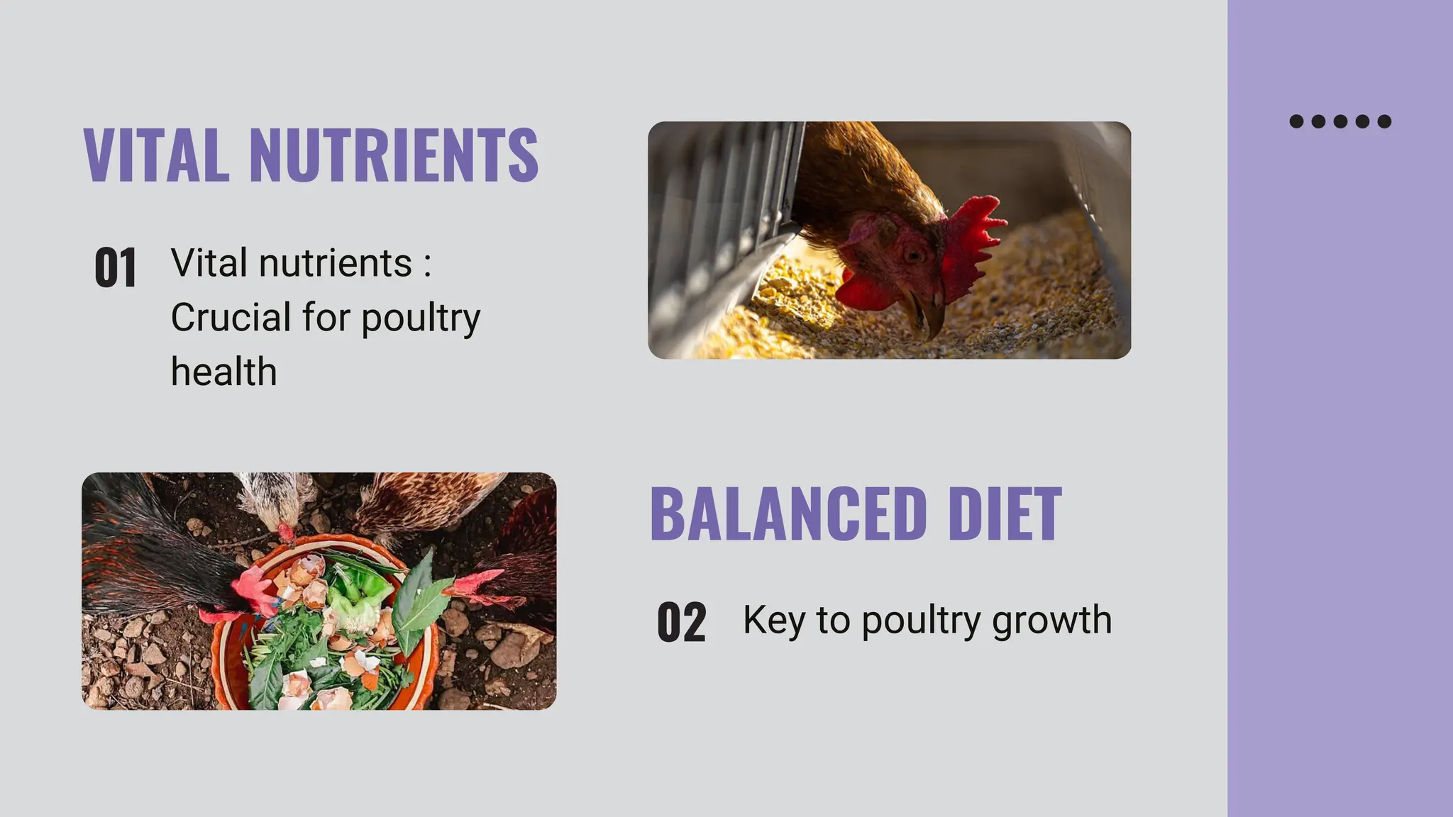 Preventing Common Nutritional Deficiencies In Poultry Flocks (PPT).pdf ...