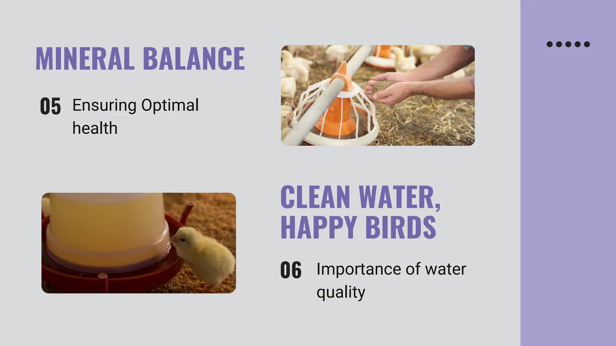 Preventing Common Nutritional Deficiencies In Poultry Flocks (PPT).pdf ...