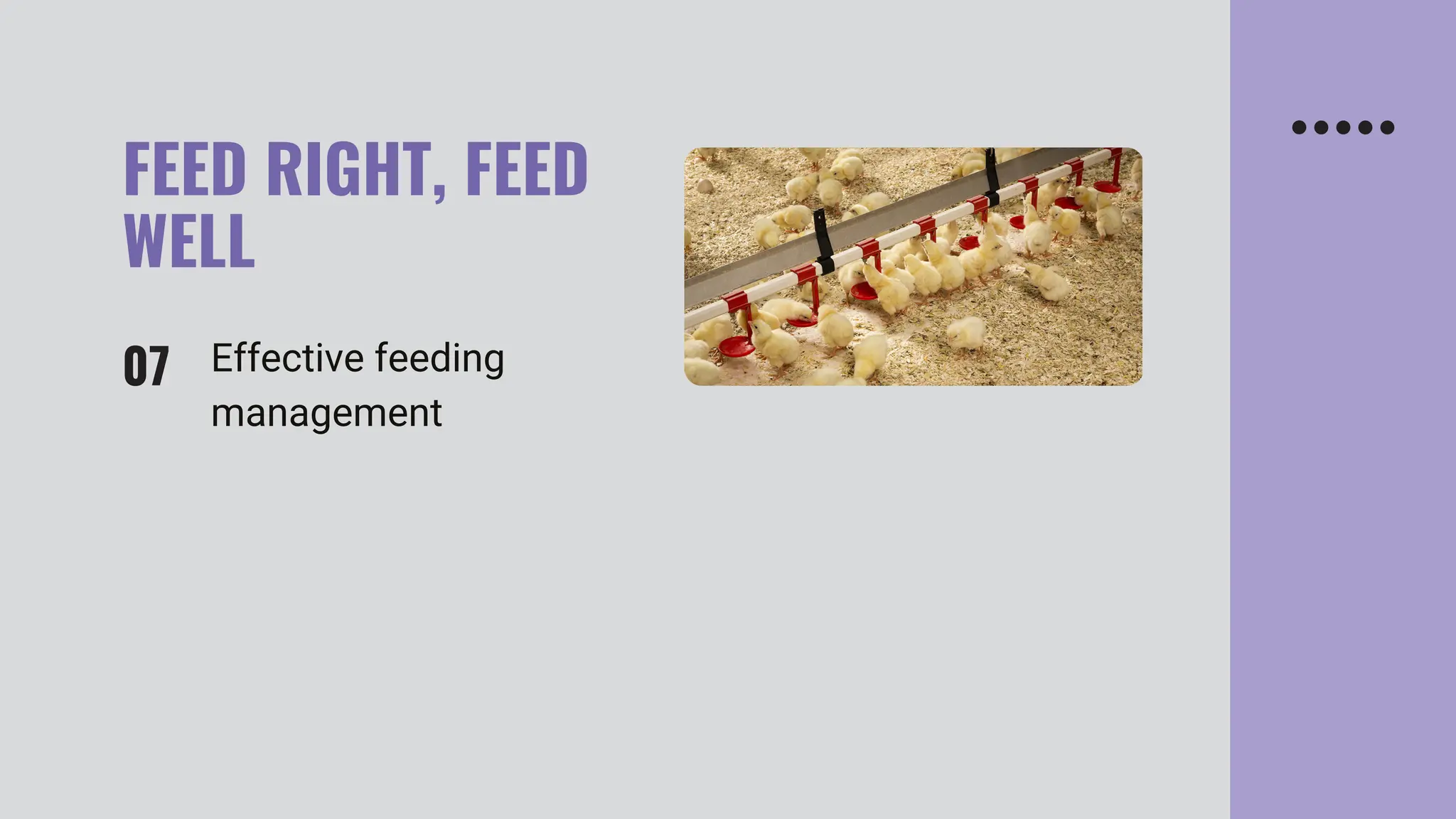 Preventing Common Nutritional Deficiencies In Poultry Flocks (PPT).pdf ...