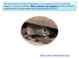 Preventing Rodent Infestation | PPT