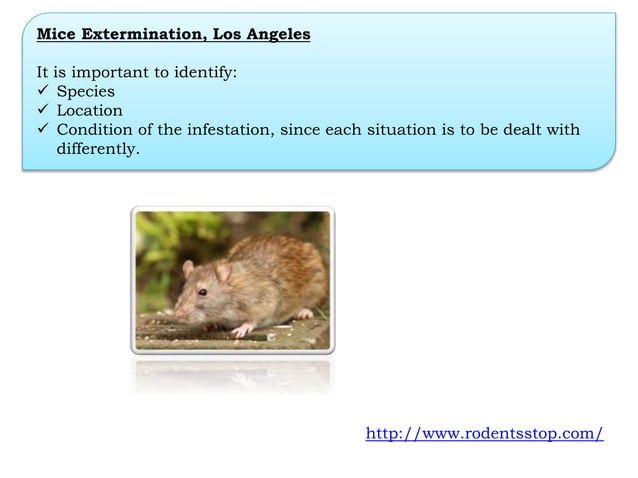 Preventing Rodent Infestation | PPT