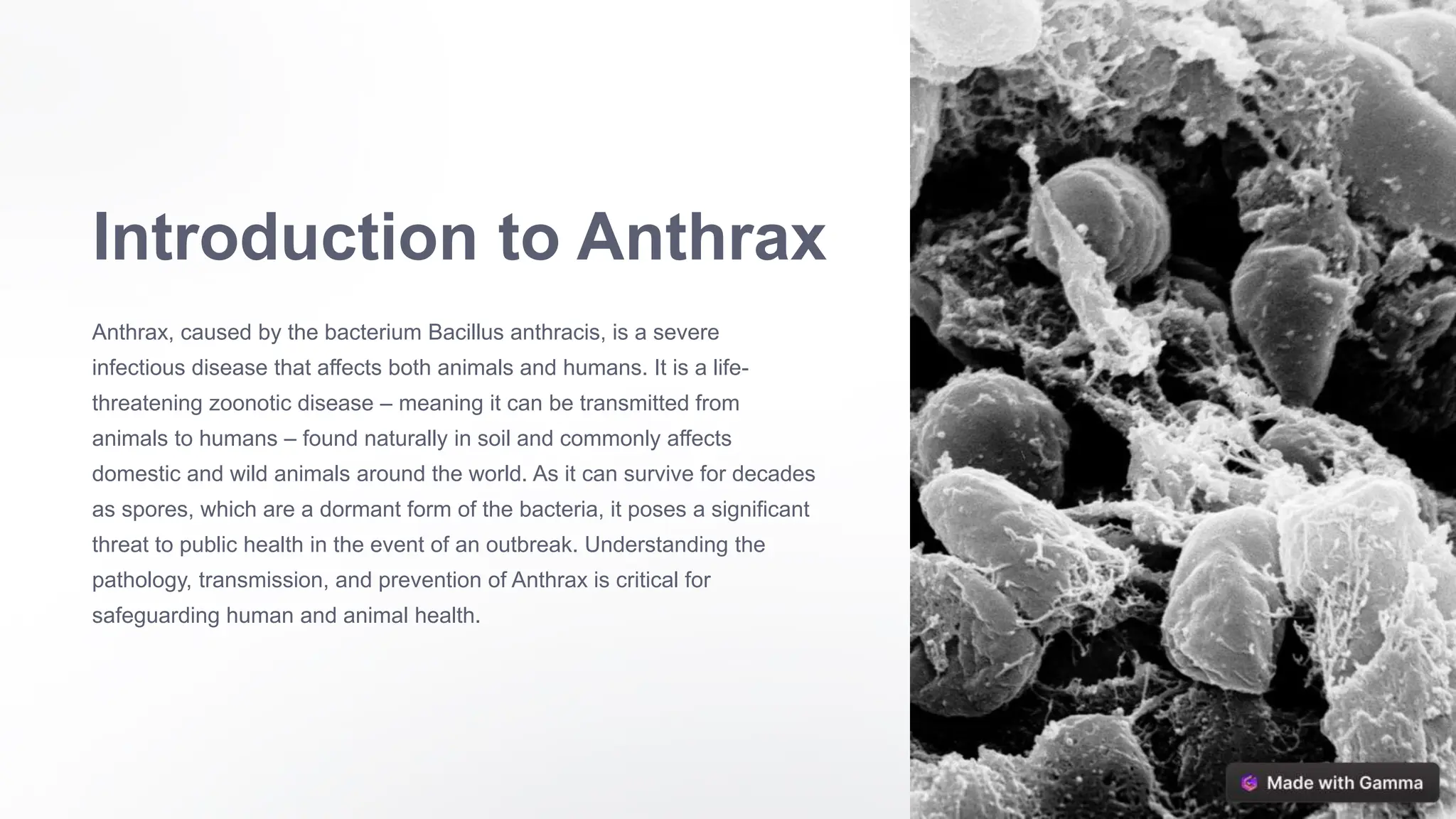 Prevention-of-Anthrax-Antiepidemic-measures-in-the-place-of-outbreak.pptx