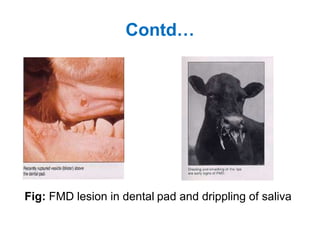 Prevention and control of FMD | PPTX