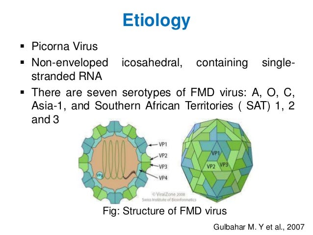 Prevention and control of FMD