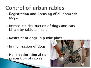 Prevention and control of rabies | PPTX