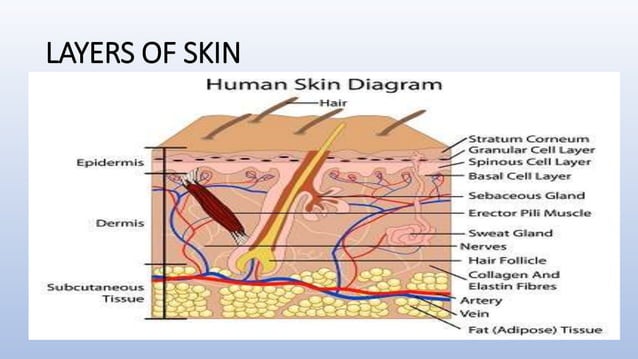 Prevention and management of pressure injury | PPTX