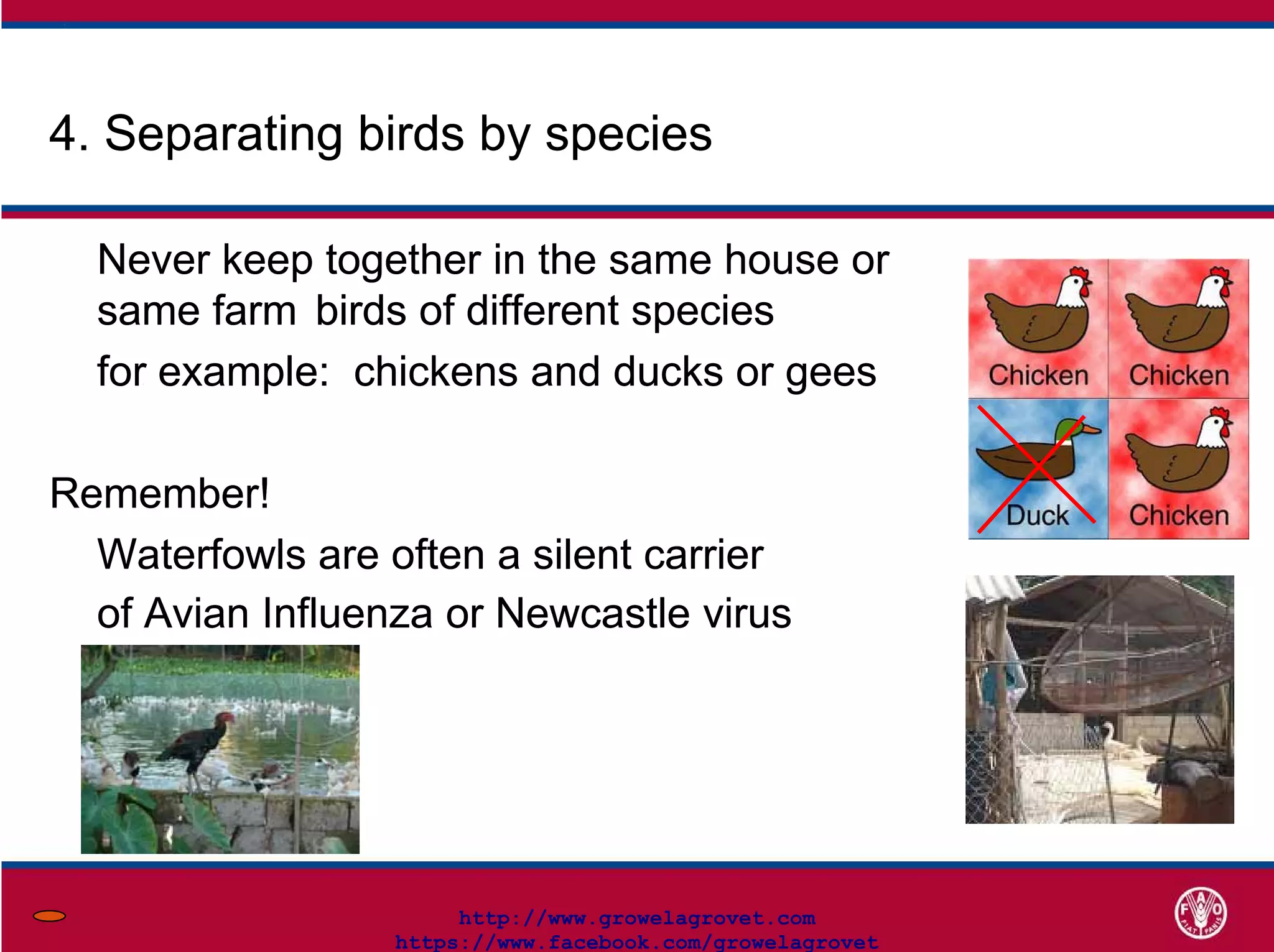 Prevention & Control of Poultry Diseases | PDF