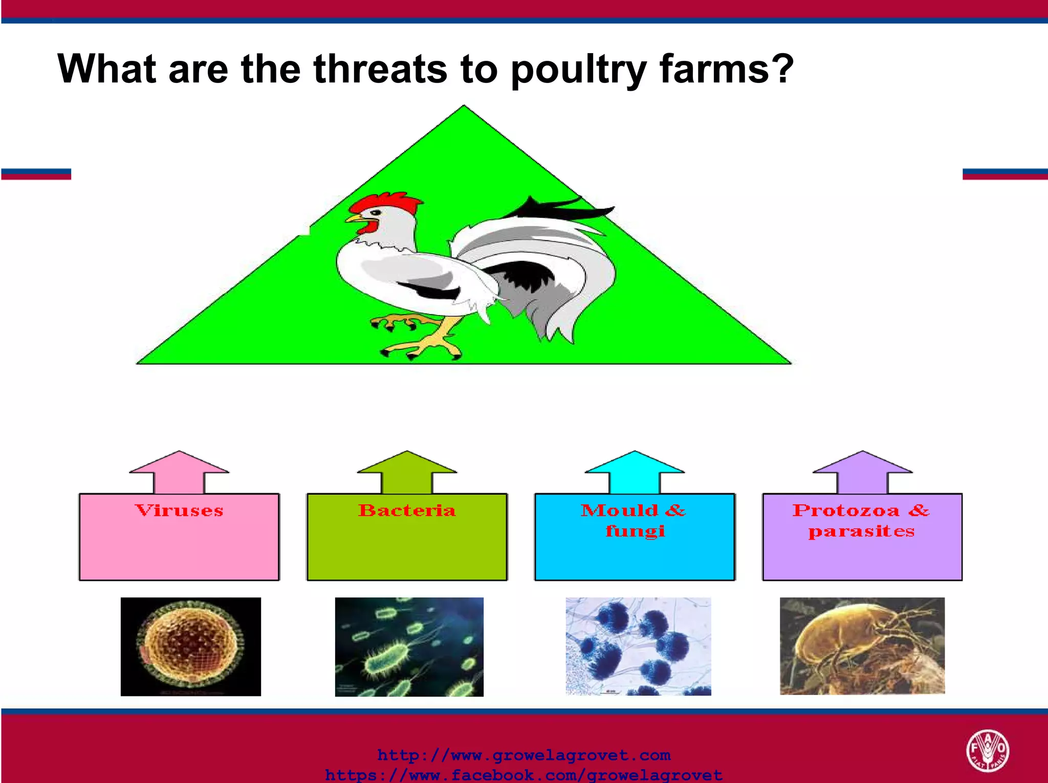 Prevention & Control of Poultry Diseases | PDF