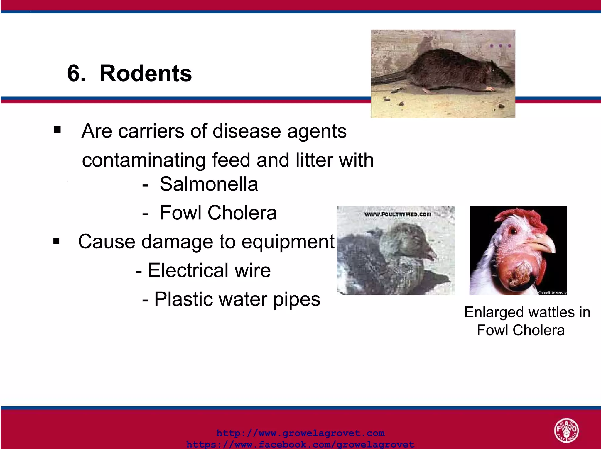 Prevention & Control of Poultry Diseases | PDF