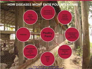 Prevention & Control of Poultry Diseases | PDF