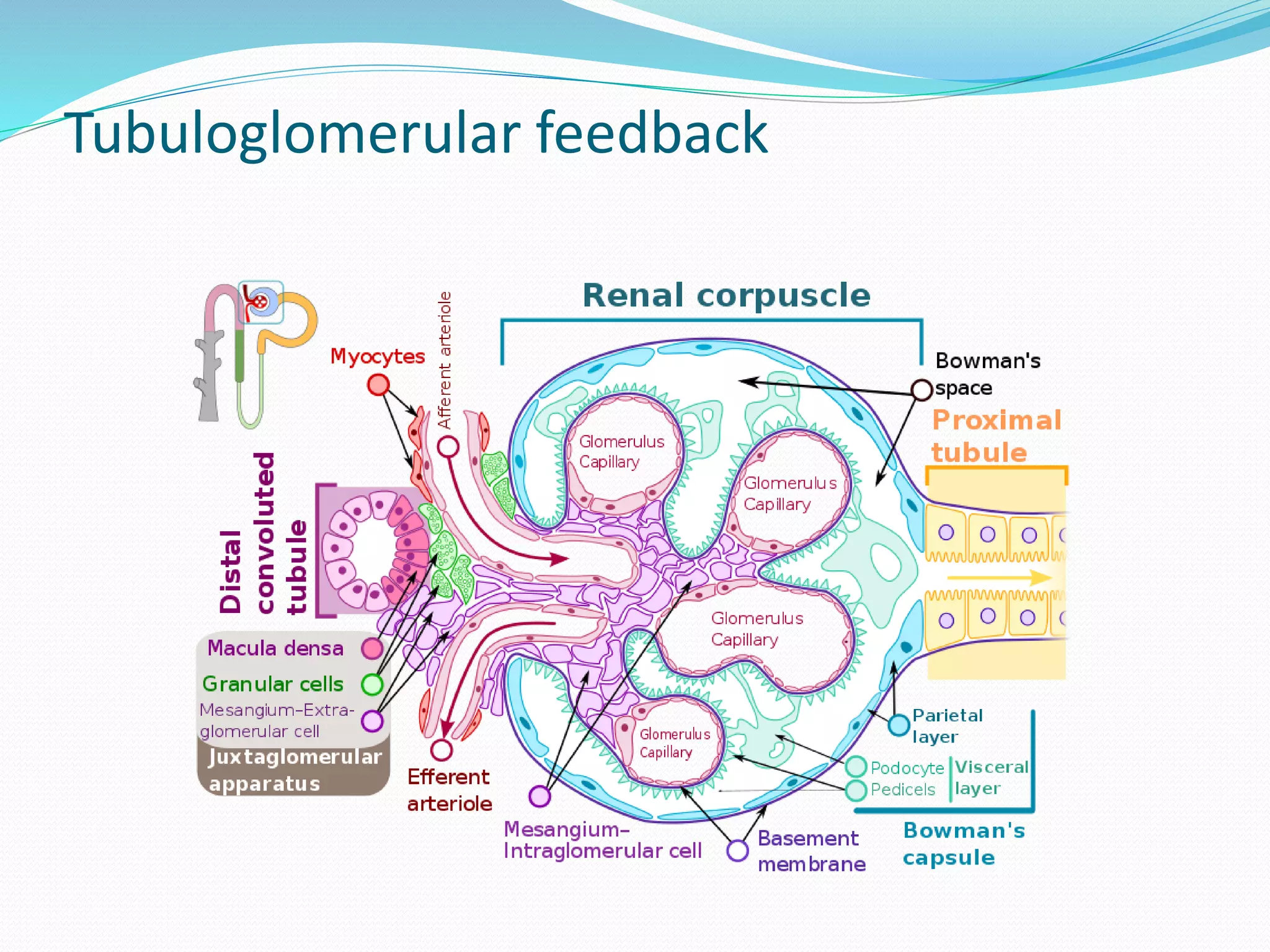 Prevention of AKI | PPT