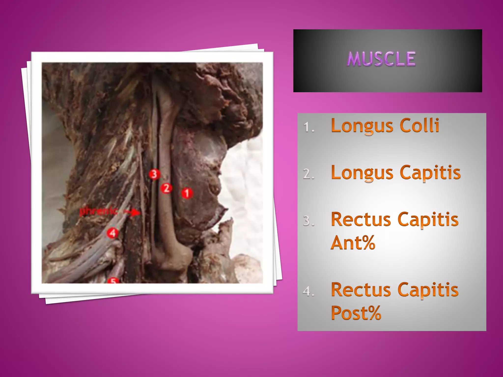 Prevertebral muscle | PPTX