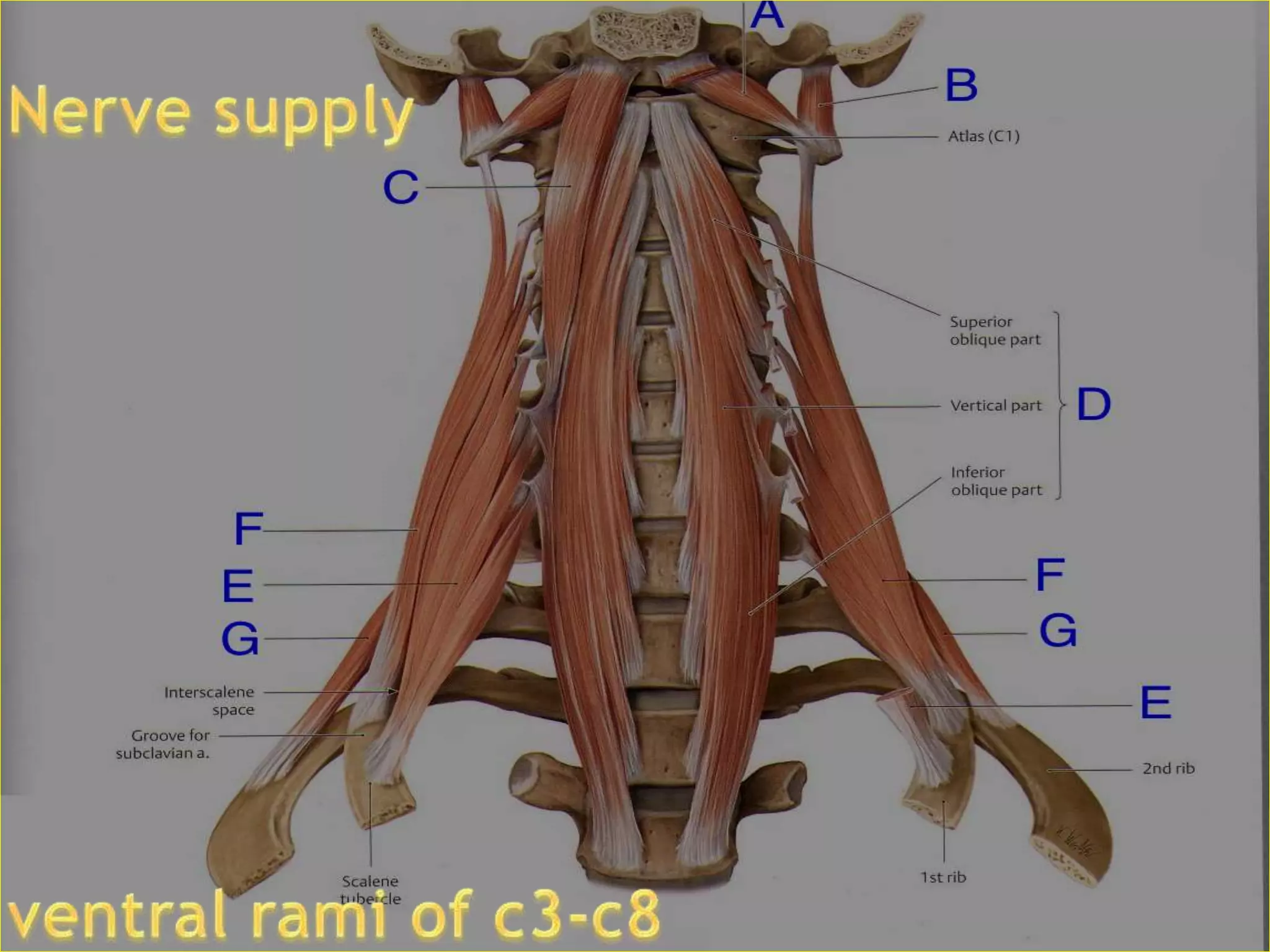 Prevertebral muscle | PPTX