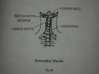 Prevertebral muscle | PPTX