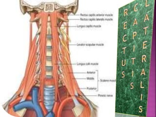 Prevertebral muscle | PPTX