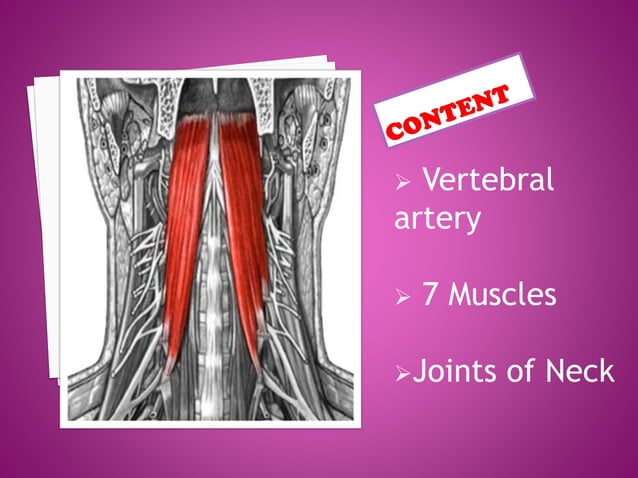Prevertebral muscle | PPTX | Death, Injury, or Military Conflict ...