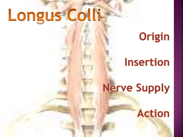 Prevertebral muscle | PPTX | Death, Injury, or Military Conflict ...