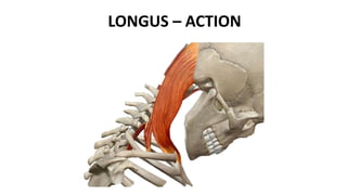 Prevertebral Muscles