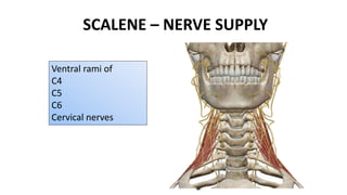 Prevertebral muscles | PPT