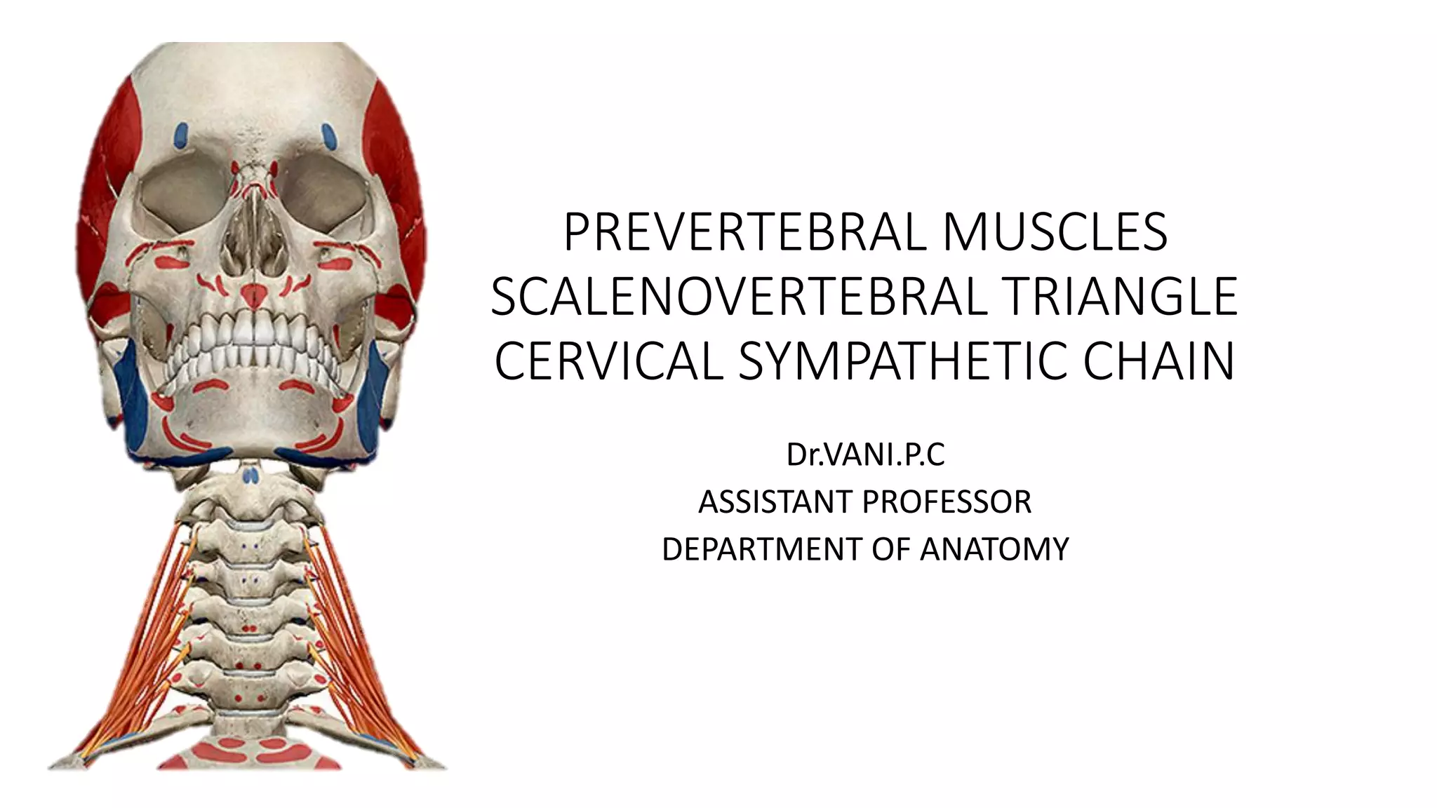 Prevertebral muscles | PDF
