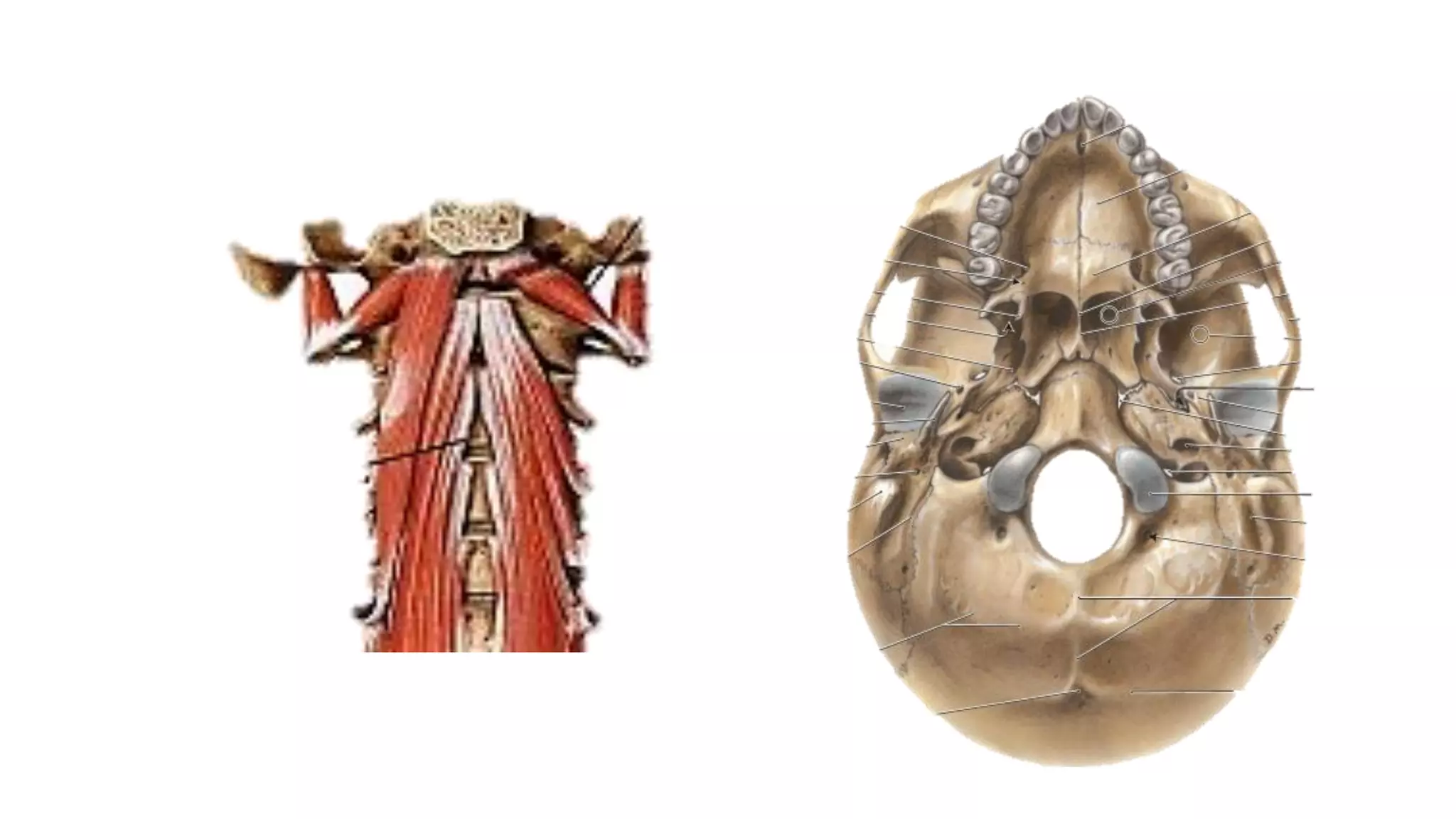 Prevertebral muscles | PDF