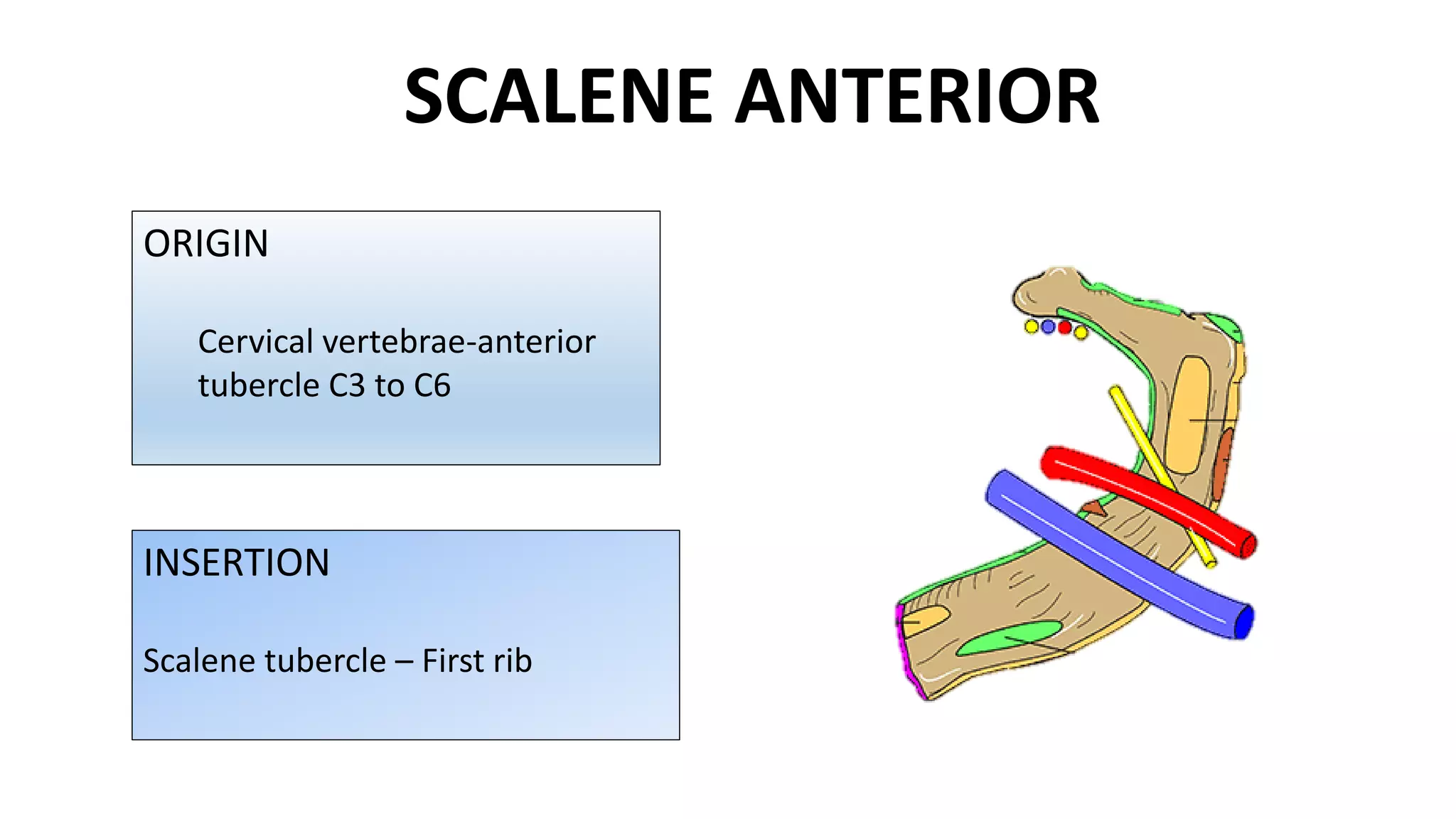 Prevertebral muscles | PDF