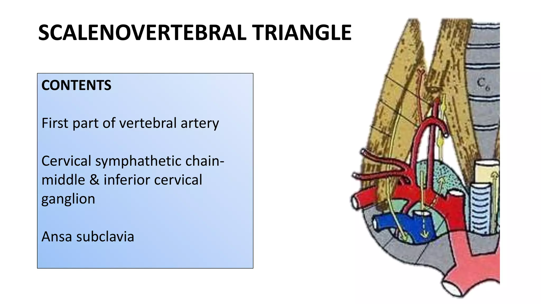 Prevertebral muscles | PDF