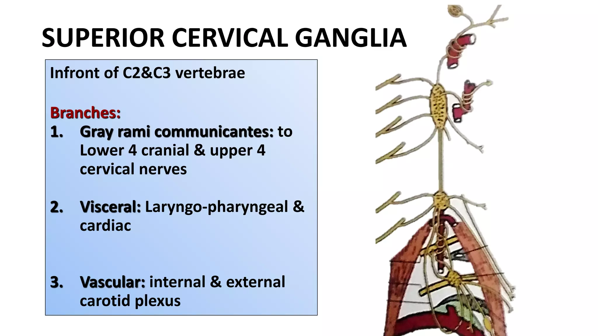 Prevertebral muscles | PDF