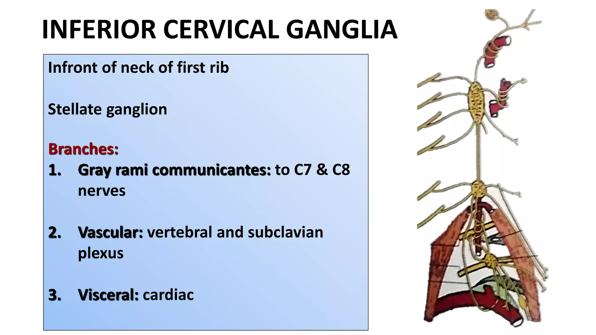 Prevertebral muscles | PDF