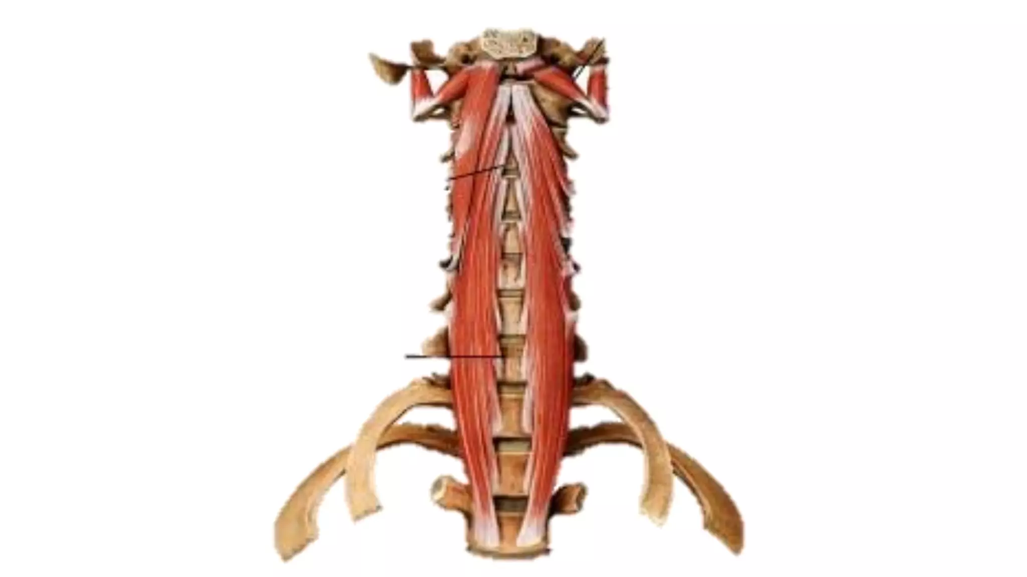 Prevertebral muscles | PDF