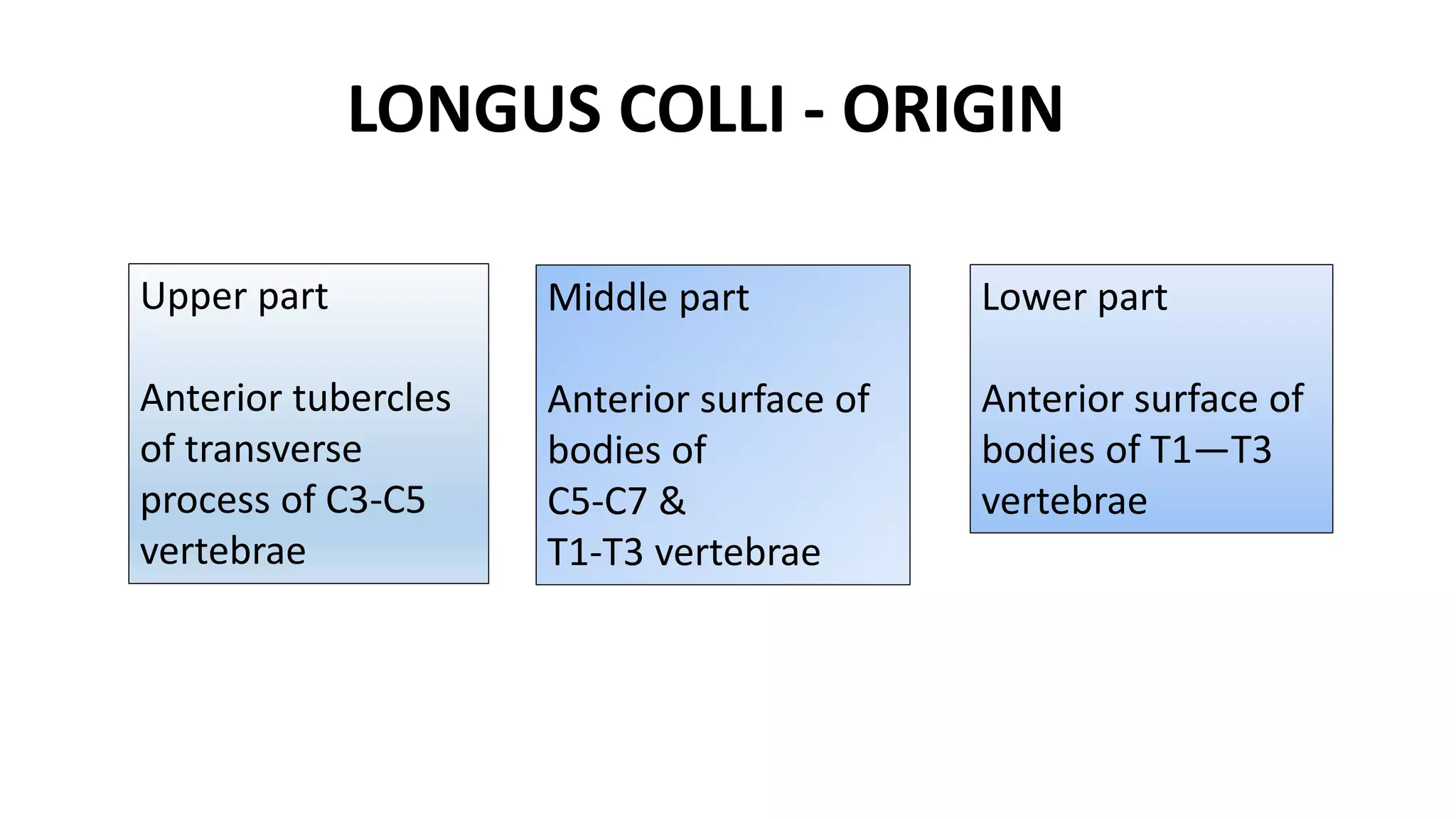 Prevertebral muscles | PDF