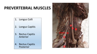 Prevertebral muscles | PDF