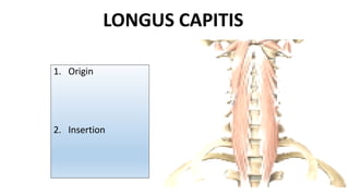 Prevertebral muscles | PDF