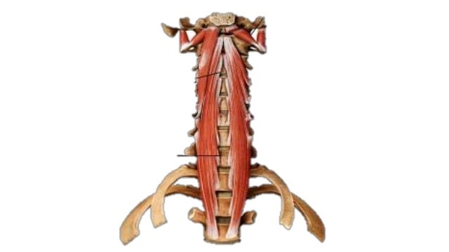 Prevertebral muscles