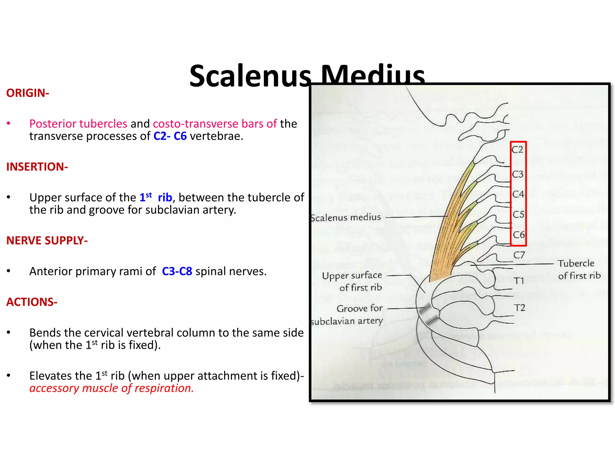 prevertebral_region.pptx