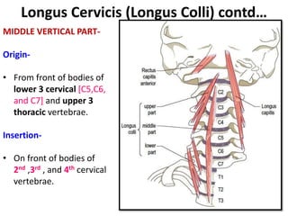 prevertebral_region.pptx
