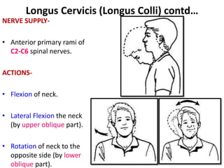 prevertebral_region.pptx