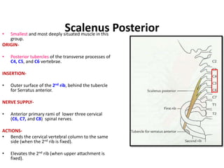 prevertebral_region.pptx