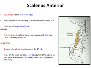 prevertebral_region.pptx