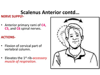prevertebral_region.pptx