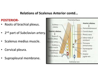 prevertebral_region.pptx