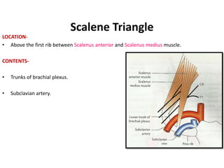 prevertebral_region.pptx