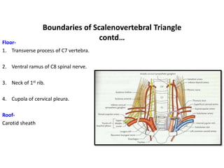 prevertebral_region.pptx