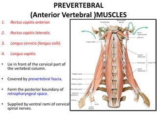 prevertebral_region.pptx