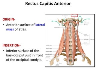 prevertebral_region.pptx