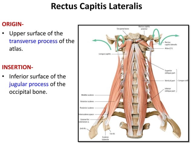prevertebral_region.pptx