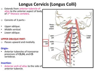 Longus Cervicis