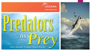 Prey and predators and role of shark | PPTX