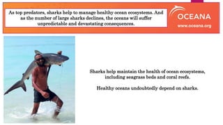 Prey and predators and role of shark | PPTX