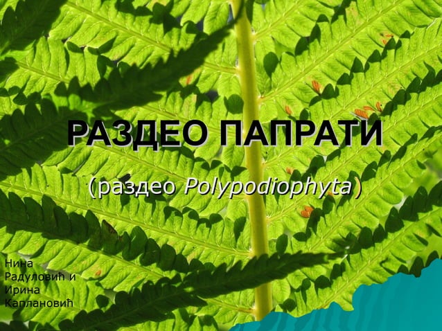 Prezentacija Paprati | PPT